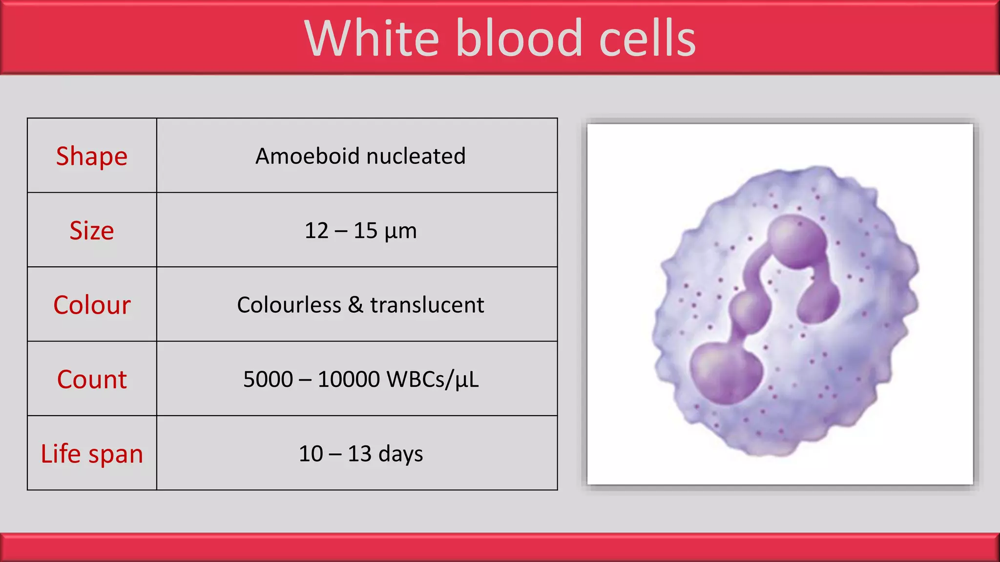 Blood Composiotion Blood Physiology | PPTX