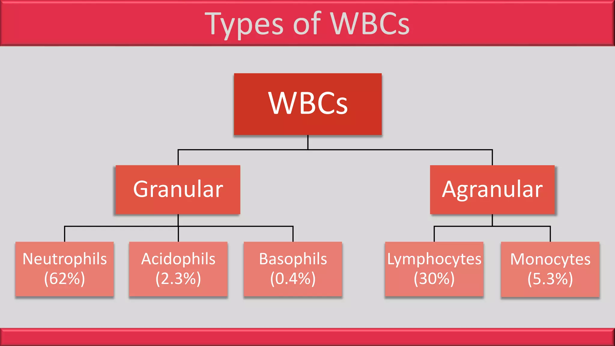 Blood Composiotion Blood Physiology | PPTX