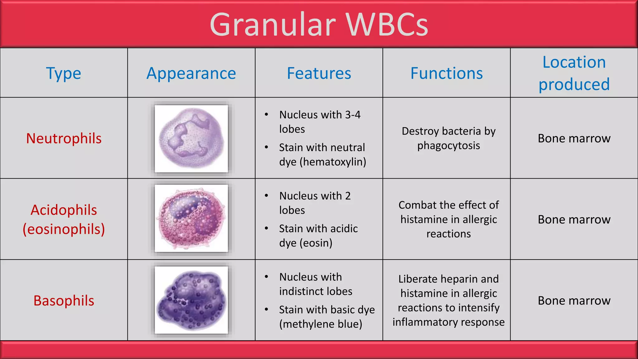 Blood Composiotion Blood Physiology | PPTX