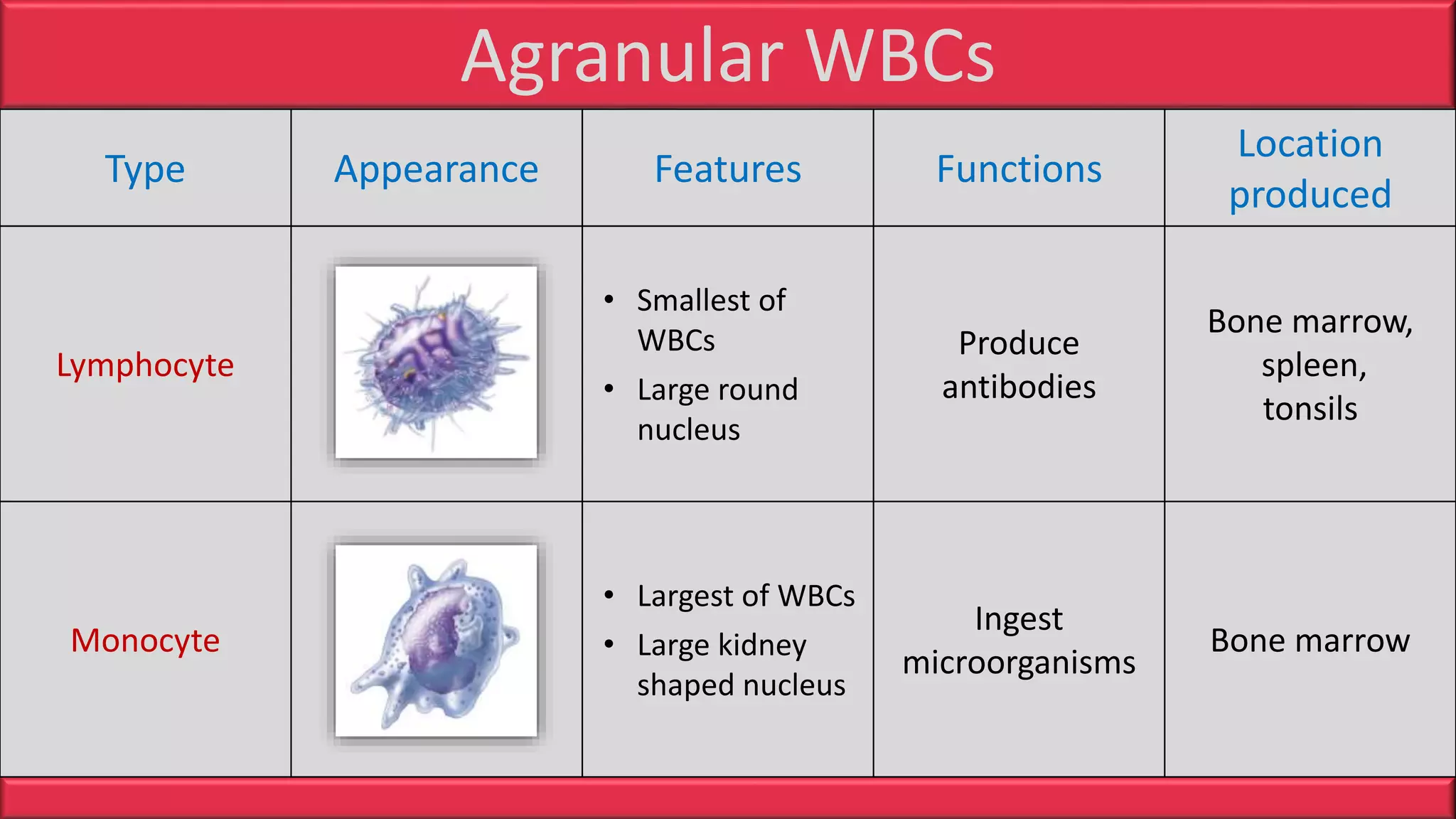 Blood Composiotion Blood Physiology | PPTX