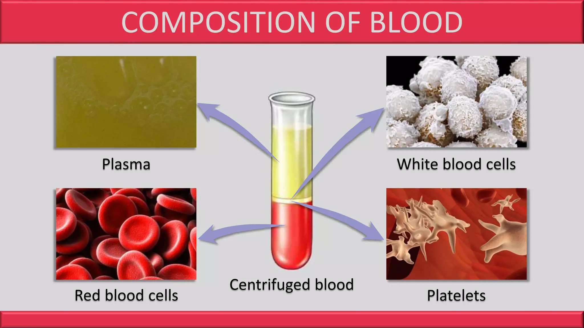 Blood Composiotion Blood Physiology | PPTX