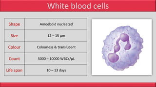 Blood Composiotion Blood Physiology | PPTX