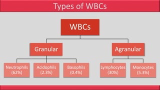 Blood Composiotion Blood Physiology | PPTX