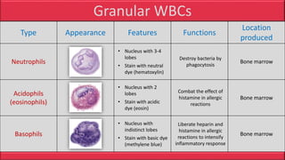 Blood Composiotion Blood Physiology | PPTX