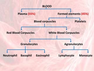 Composition of blood | PPTX