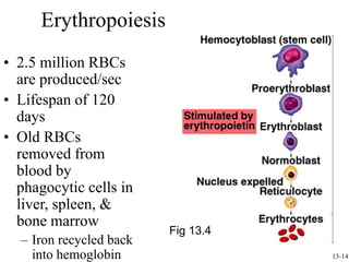 Composition of blood.ppt