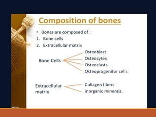 Composition of Bones - A part of Human Skeleton system | PPTX