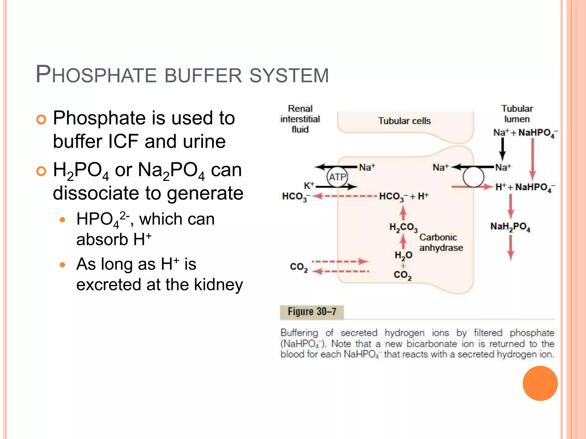 Composition of Human Body _ Body Fluids and Electrolytes.pptx