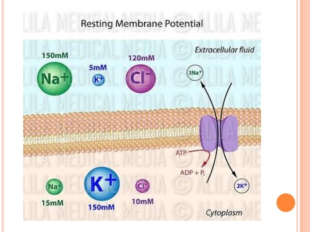 Composition of Human Body _ Body Fluids and Electrolytes.pptx ...