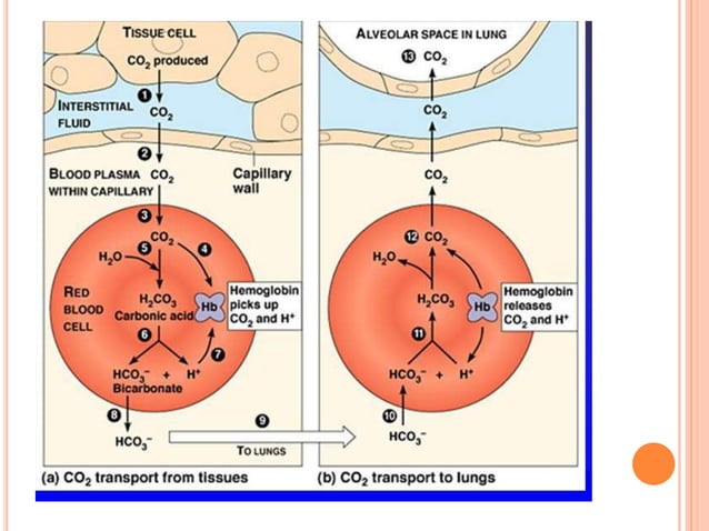 Composition of Human Body _ Body Fluids and Electrolytes.pptx ...
