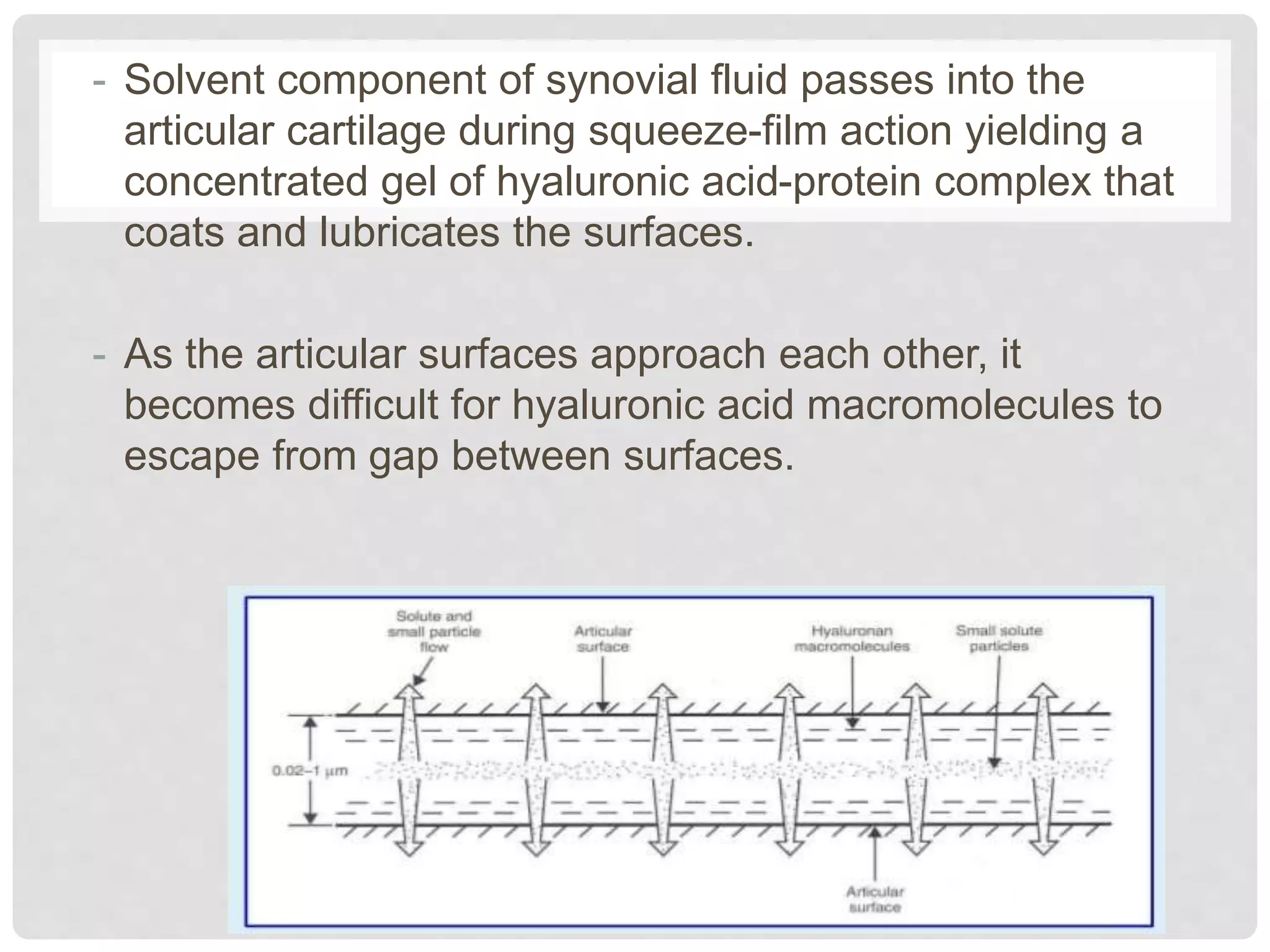 Composition of synovial fluid and mechanism of joint lubrication | PPT