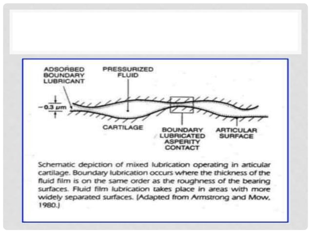 Composition of synovial fluid and mechanism of joint lubrication | PPT