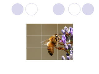 Composition rule of thirds | PPT