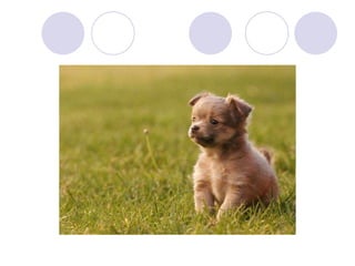 Composition rule of thirds | PPT