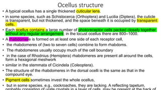 JAndrew/Compound eye.pptx