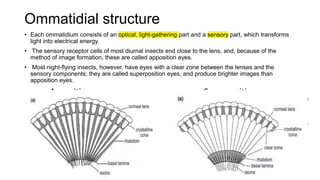 JAndrew/Compound eye.pptx