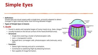 Structure of Compound Eye and Simple eye in insects | PPTX
