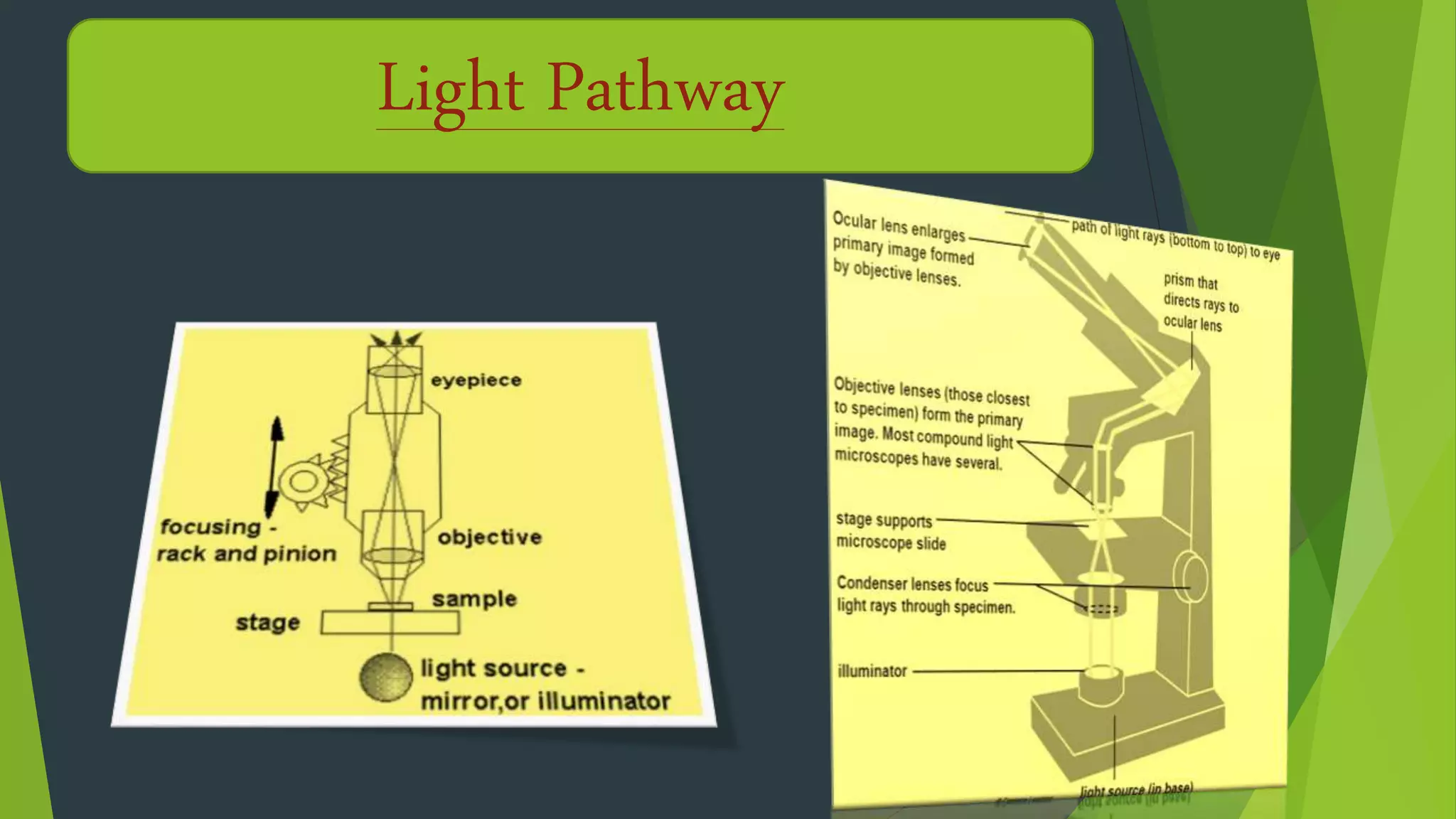 Compound light microscopy by dr. laveena | PPT