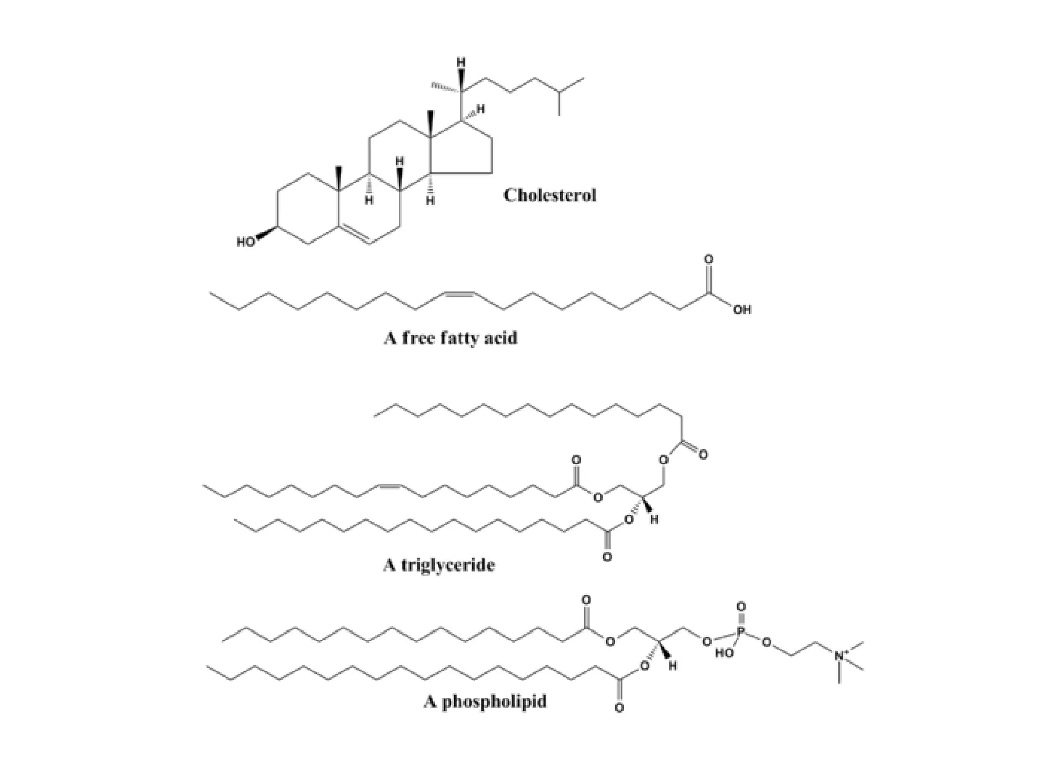 Compound lipids | PPT
