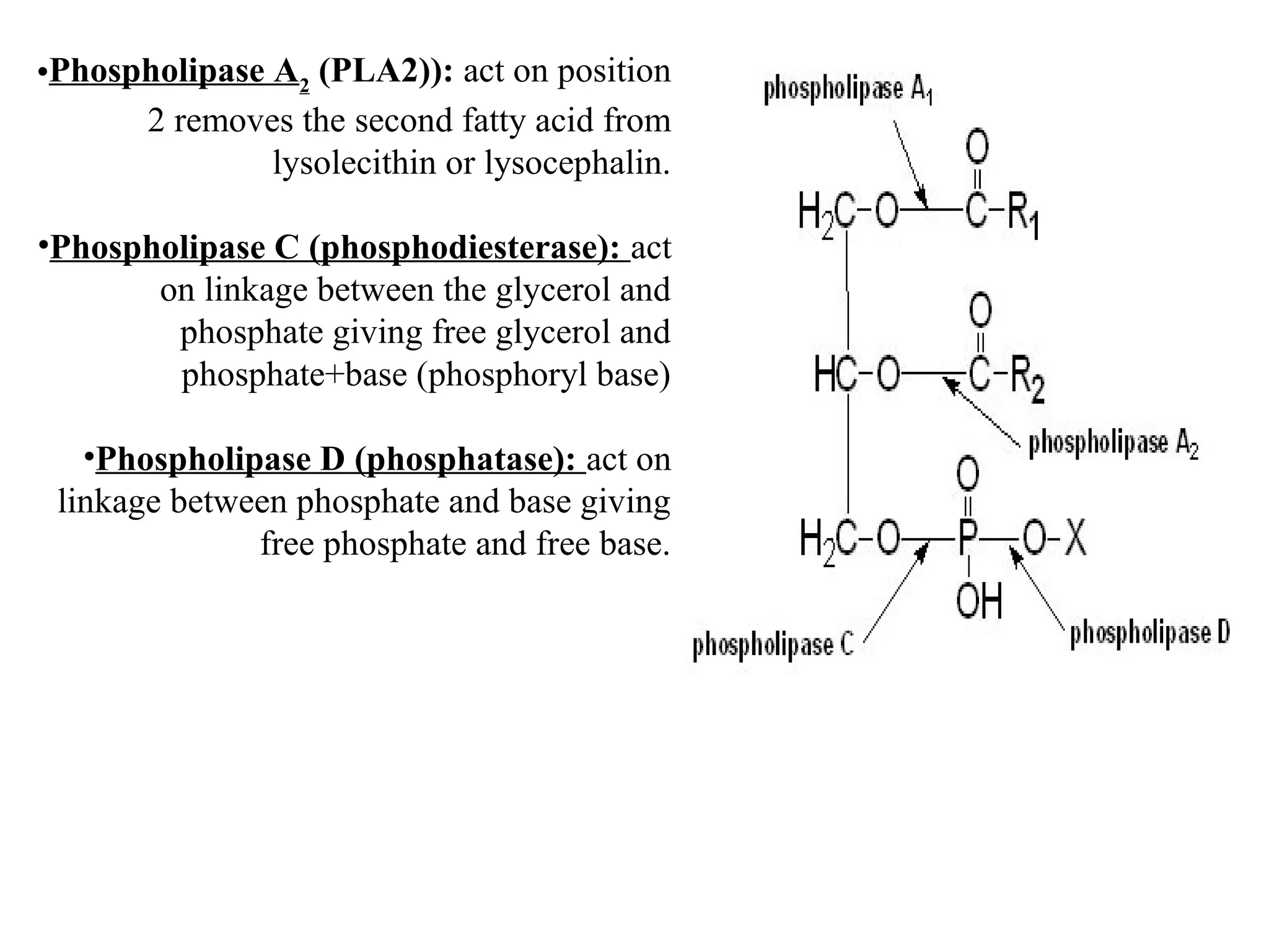 Compound lipids | PPT