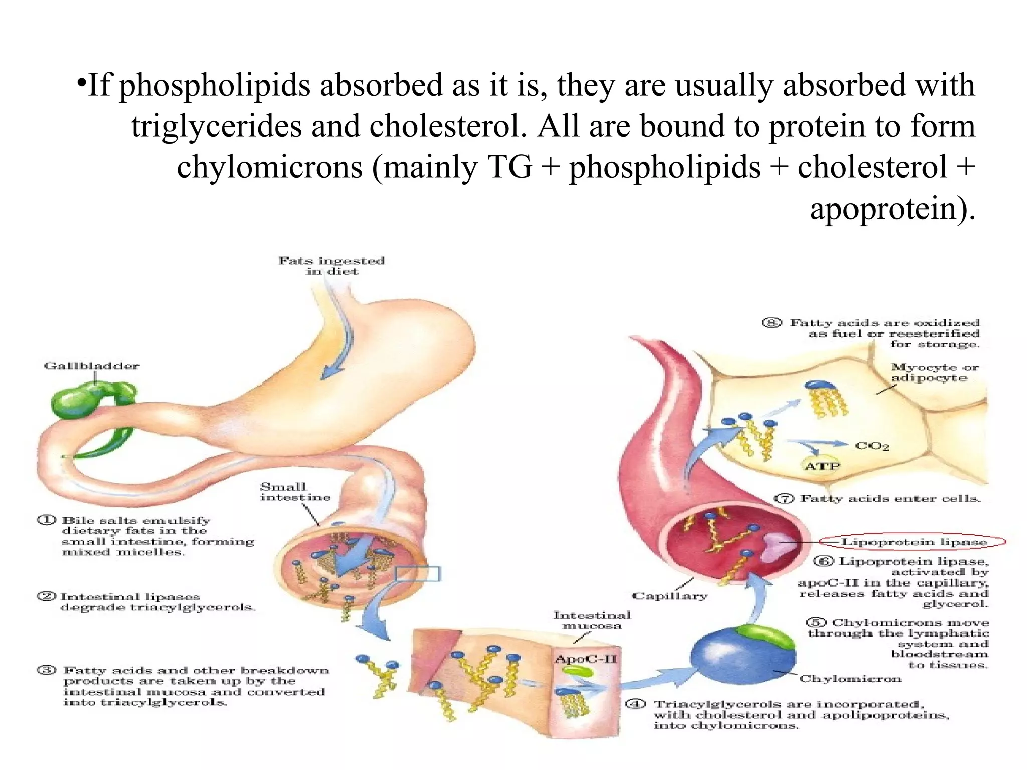 Compound lipids | PPT