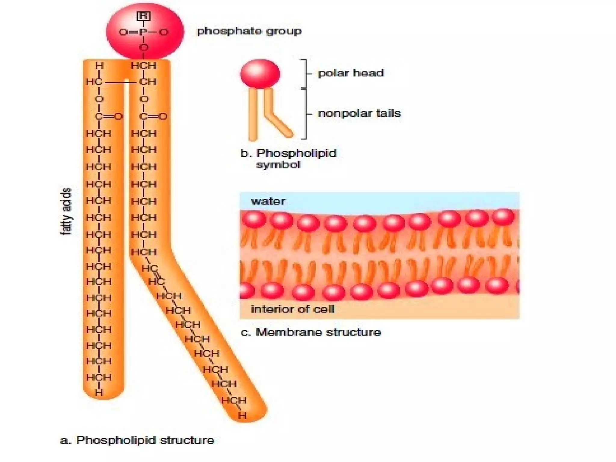 Compound lipids | PPT