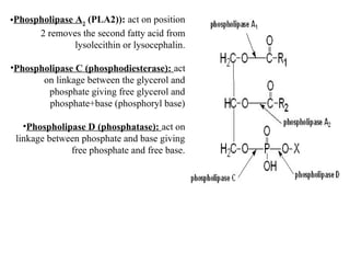 Compound lipids | PPT