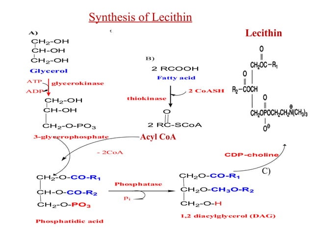 Compound lipids | PPT | Chemistry | Science