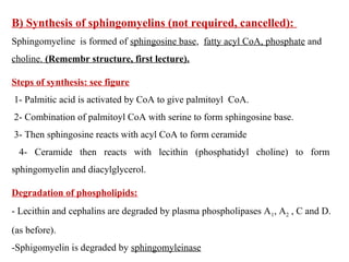Compound lipids | PPT