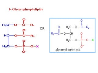 Lipid Structural Formula