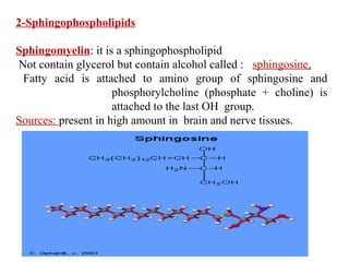 Sphingophospholipid Structure
