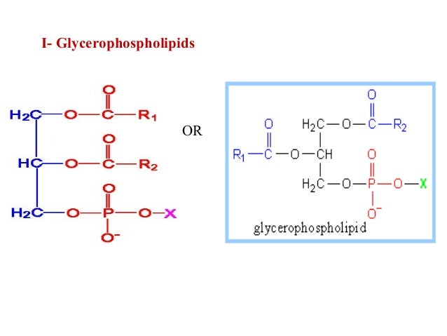 Compound lipids