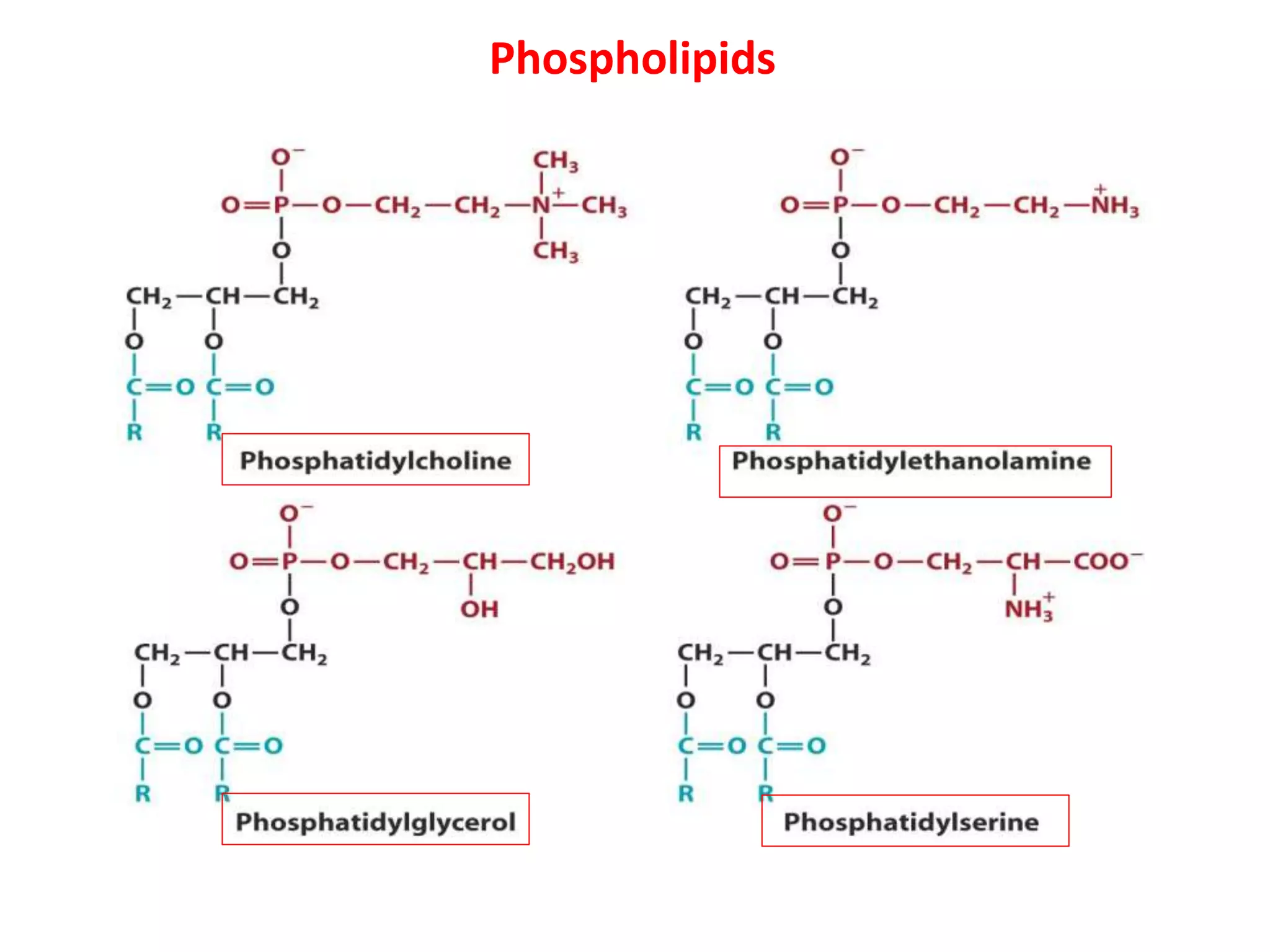Compound lipids | PPTX