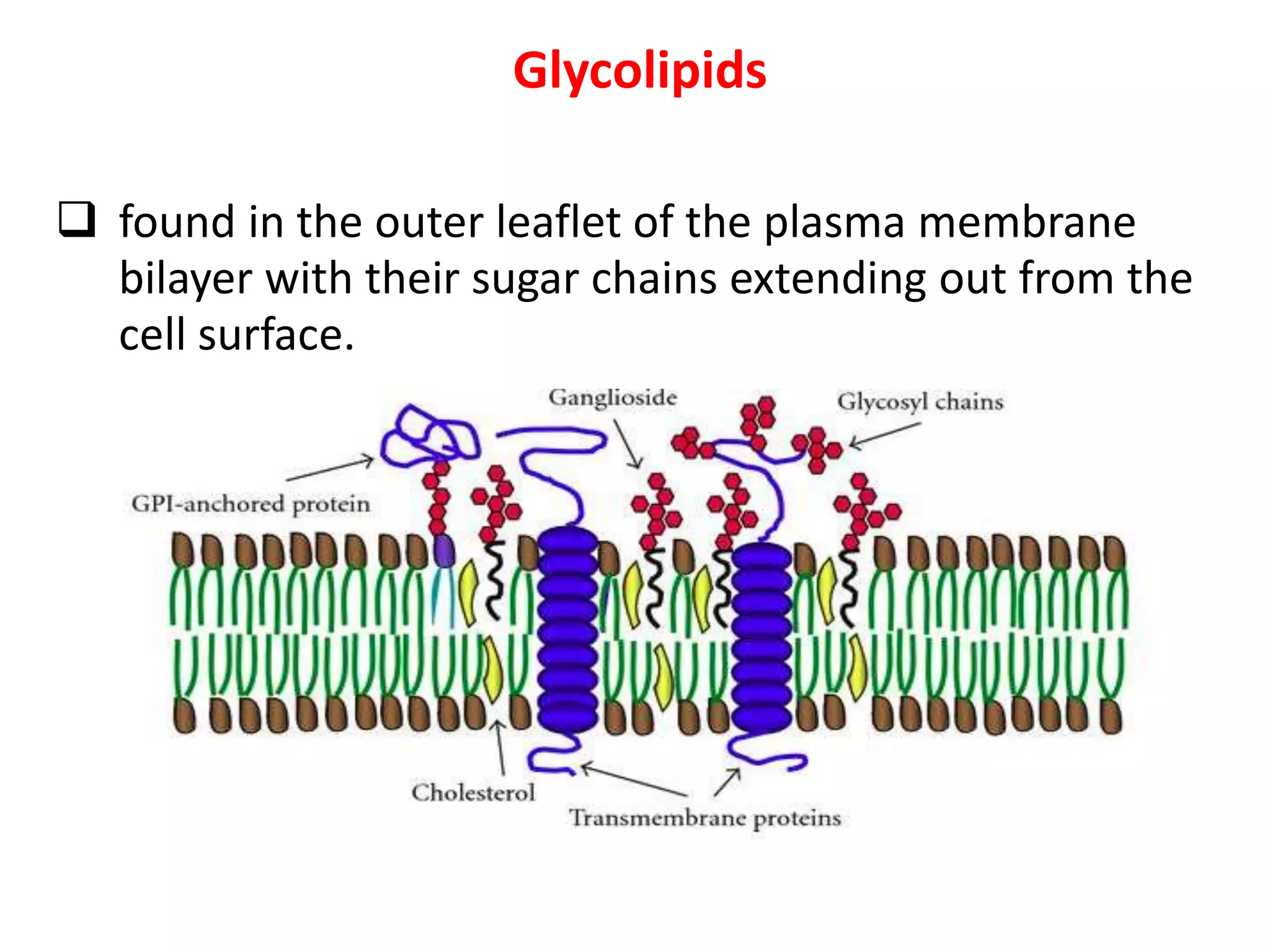 Compound lipids | PPTX