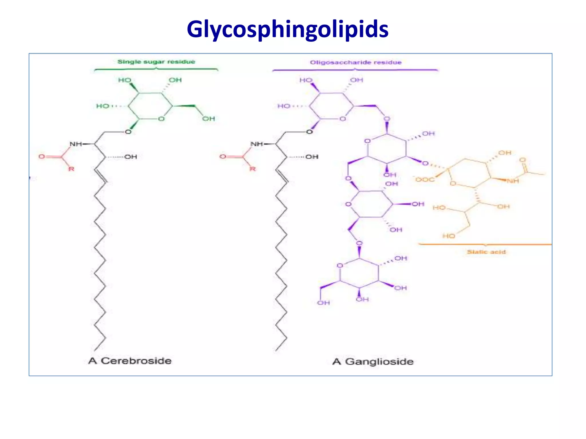 Compound lipids | PPTX