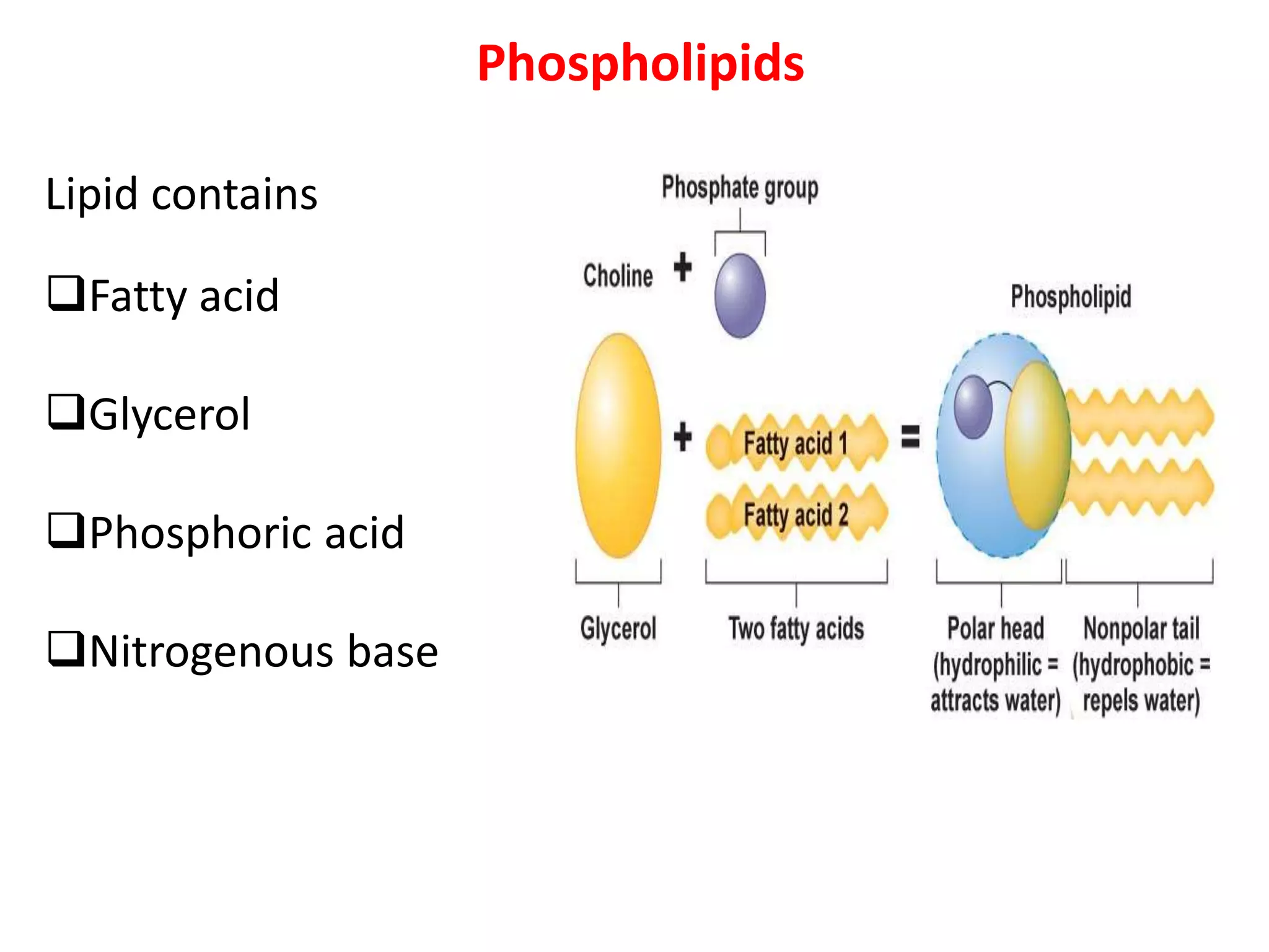Compound lipids | PPTX