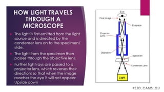 Compound Light microscope | PPT