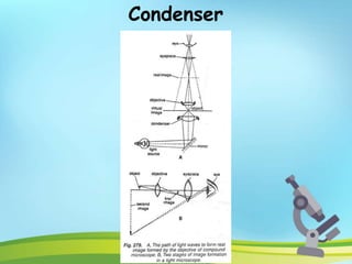 Compound microscope | PPT