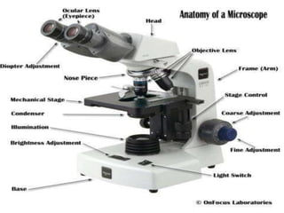Compound microscope | PPT