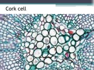 Compound Microscope Cells