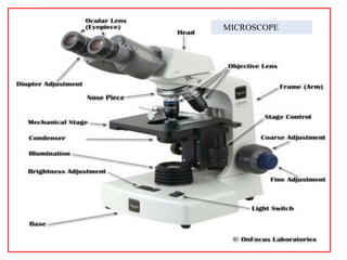 Compound Microscope..pptx
