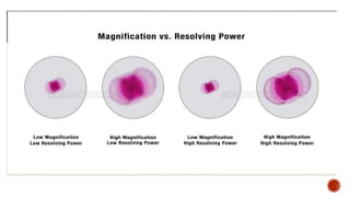 Compound microscope and its working.ppt