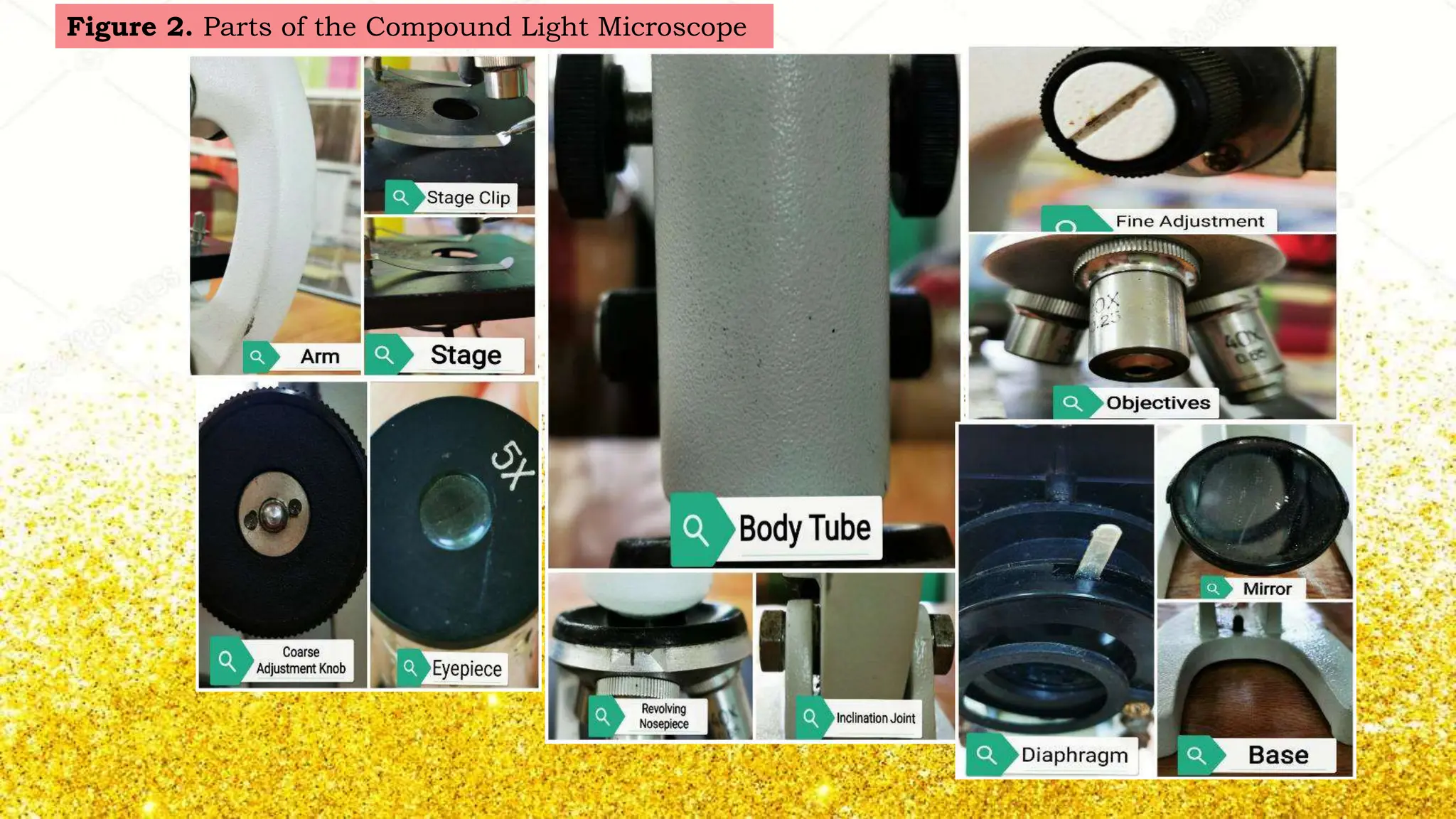 COMPOUND MICROSCOPE COT 2ND.pptx