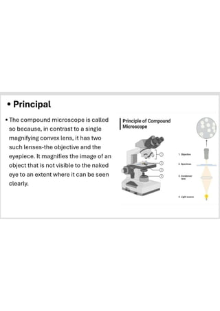 Compound Microscope a high magnification microscope that uses 2 lenses ...