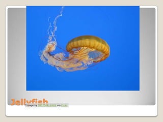 Compound nouns | PPTX