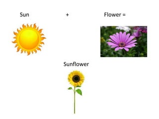 Compound words | PPTX