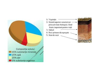 Compozitia solului.pptxxxxxxxxxxxxxxxxxxx | PPT