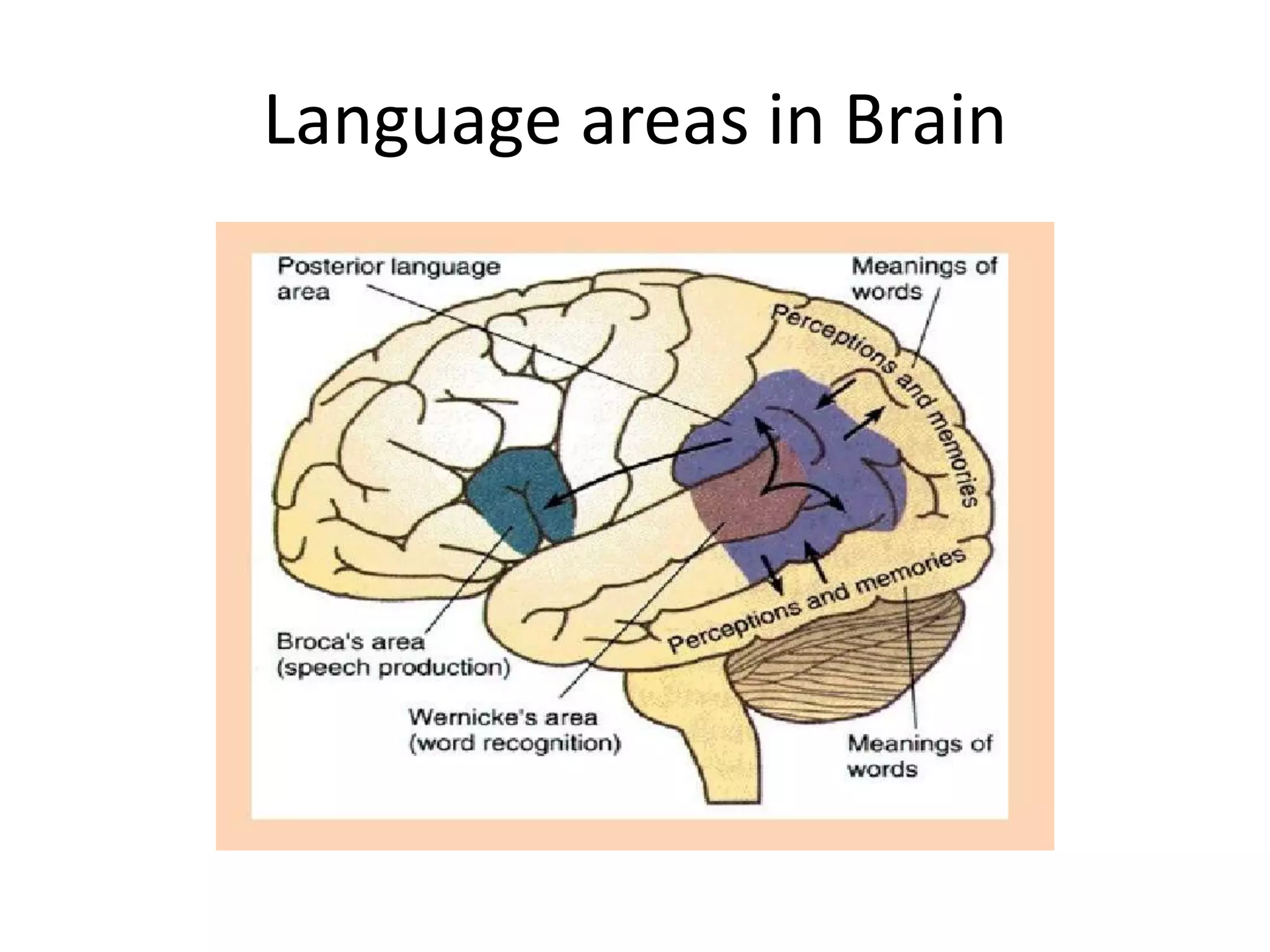 Comprehension theory.BS. English. (4th Semester) The Women University ...