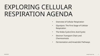 Comprehensive Analysis of Cellular Respiration for AP Biology.pptx
