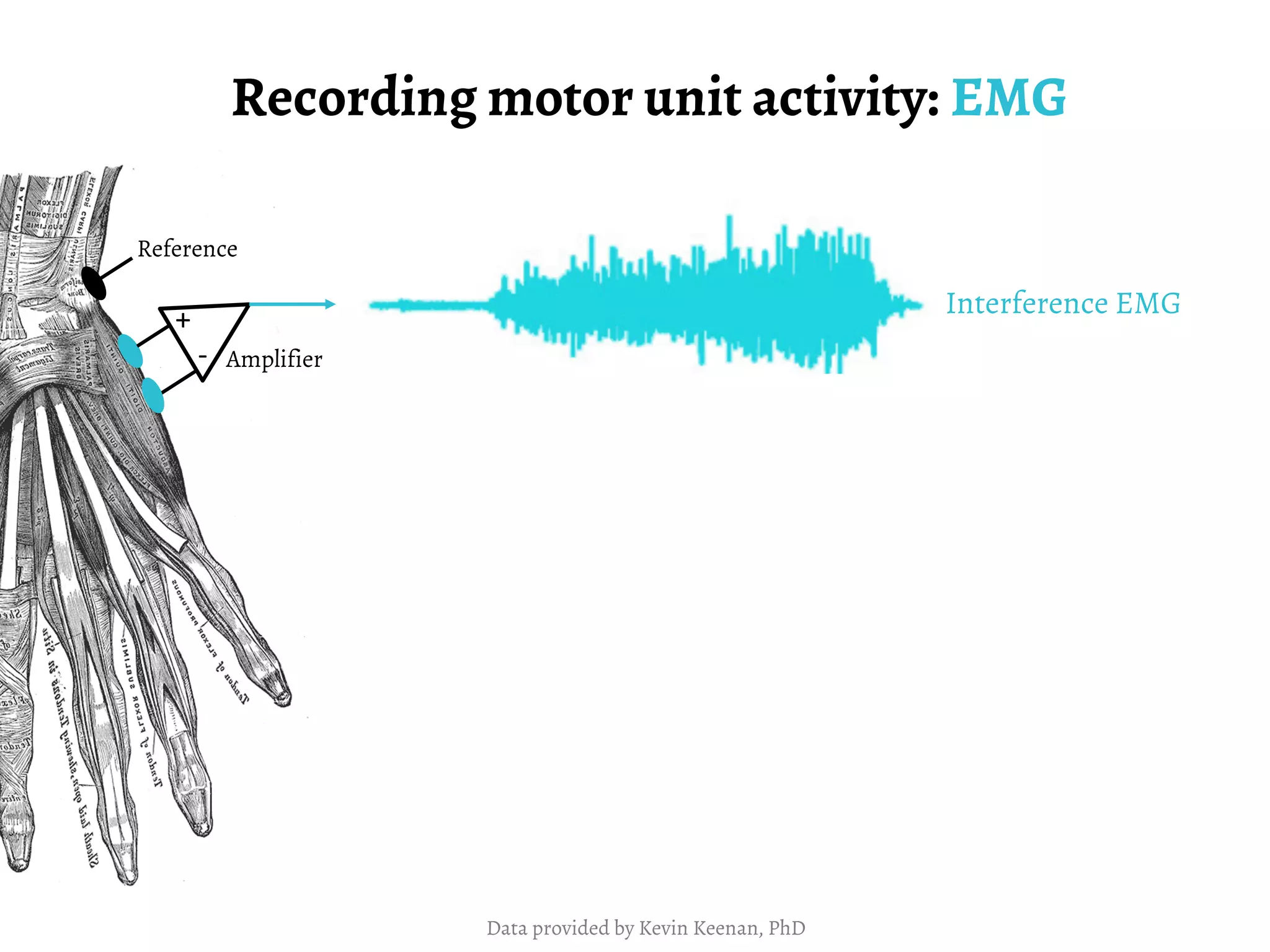Comprehensive Exam Neurophysiology Of Muscle Contractions And Movement Ppt